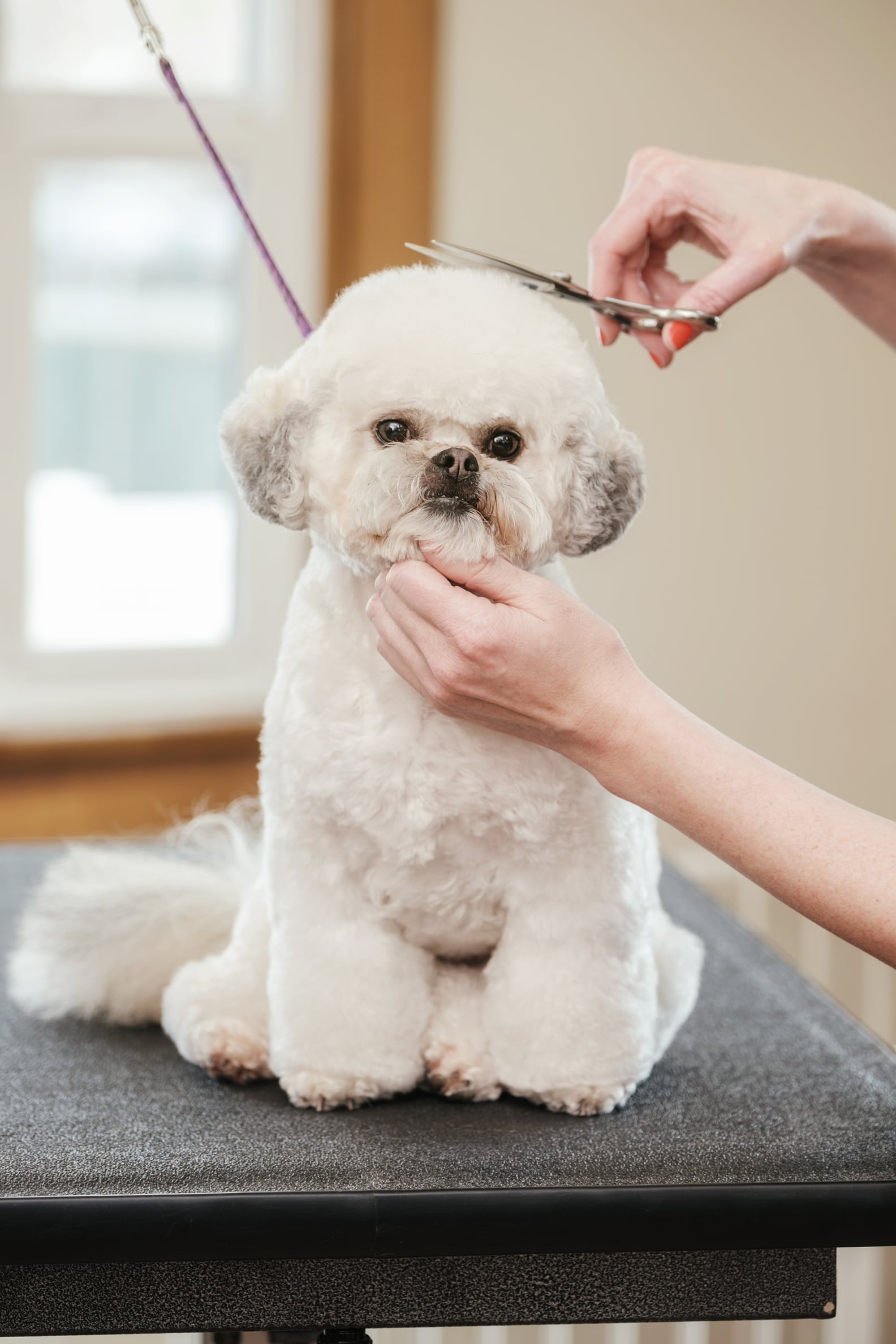 At-Home Dog Grooming Tips | PS Pets