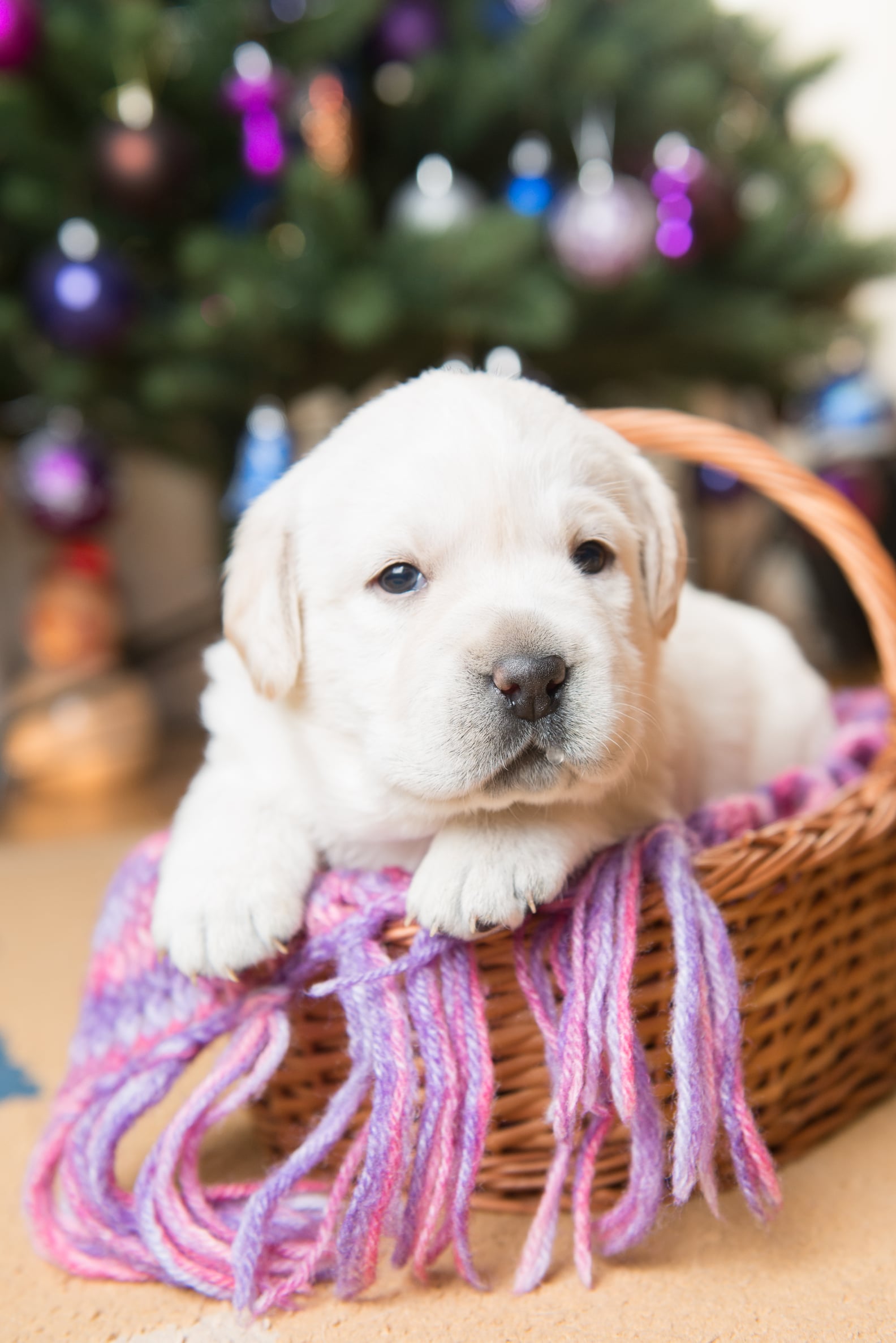 Cute Photos of Dogs in the Winter | PS Pets