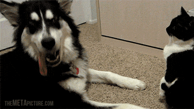 Animals Causing Trouble GIFs | PS Tech