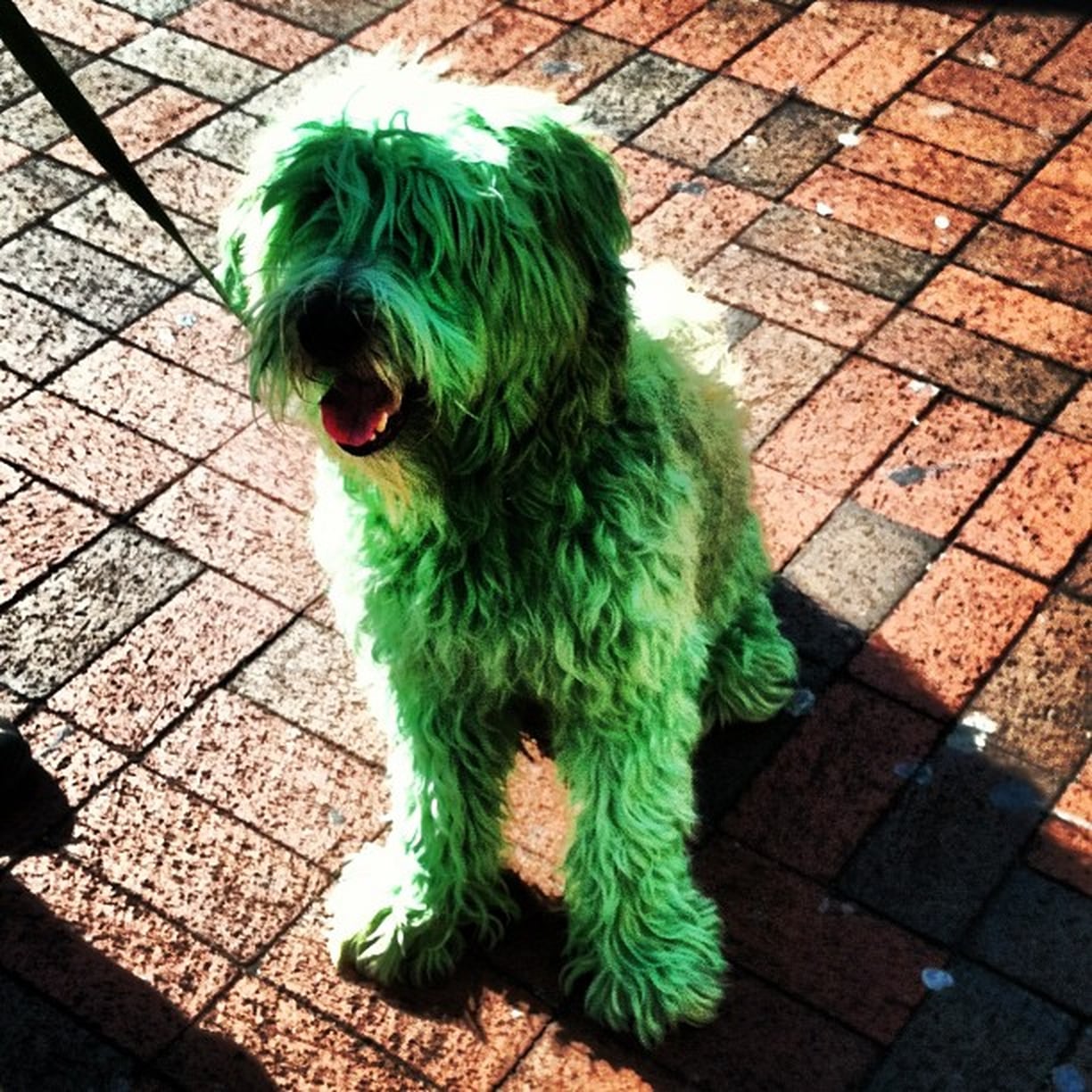 St. Patrick's Day and Pets | PS Pets