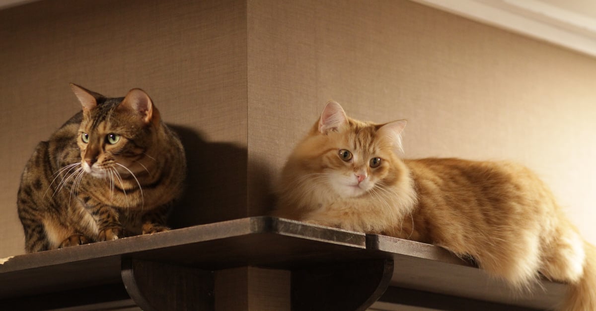 Introducing a New Cat Into the Home | POPSUGAR Pets