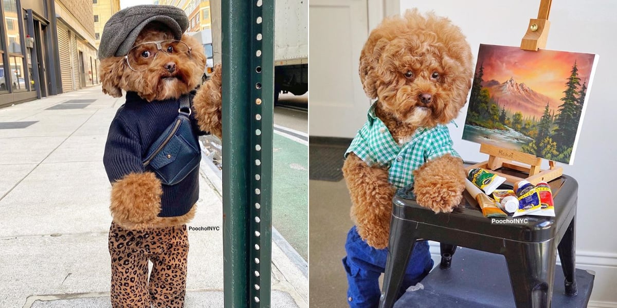 The Best Poses of the Pooch of NYC | PS Pets