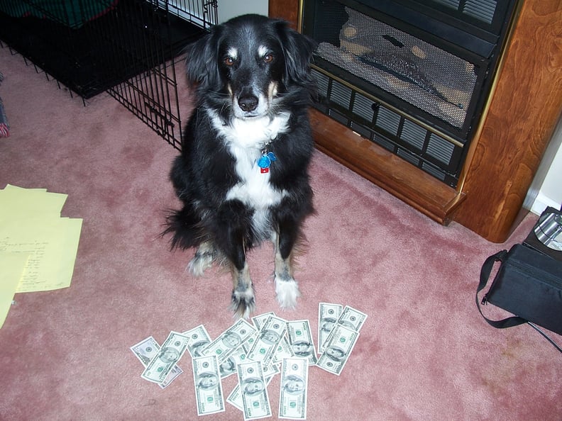 Pictures of Cute Dogs With Money | POPSUGAR Pets
