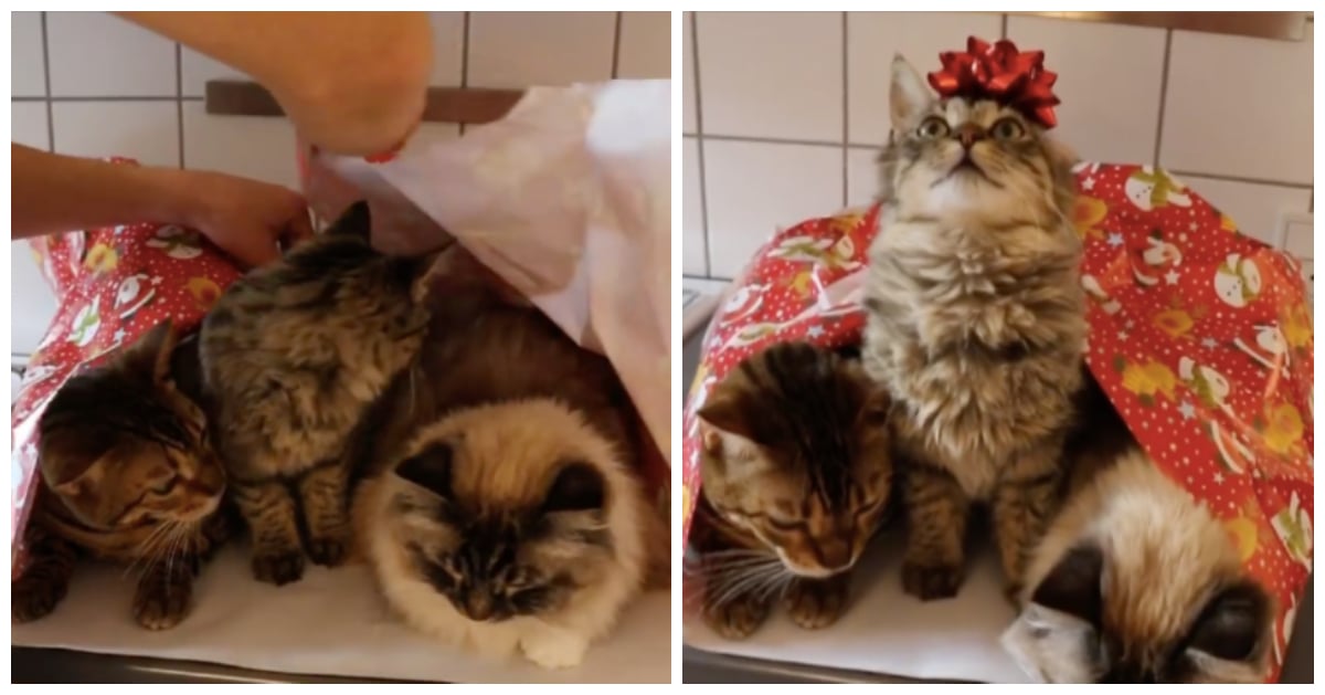 Cats Getting Wrapped Up For Christmas | Video | POPSUGAR Pets