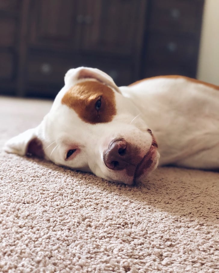 Common Suffocation Risk For Pets | POPSUGAR Family