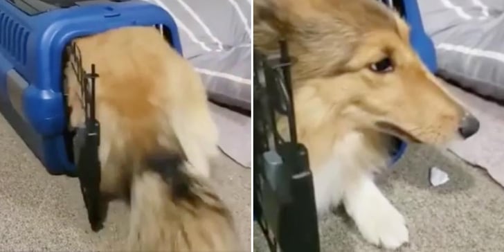 Watch This Hilarious Dog Squeeze Herself Into a Tiny Crate | POPSUGAR Pets