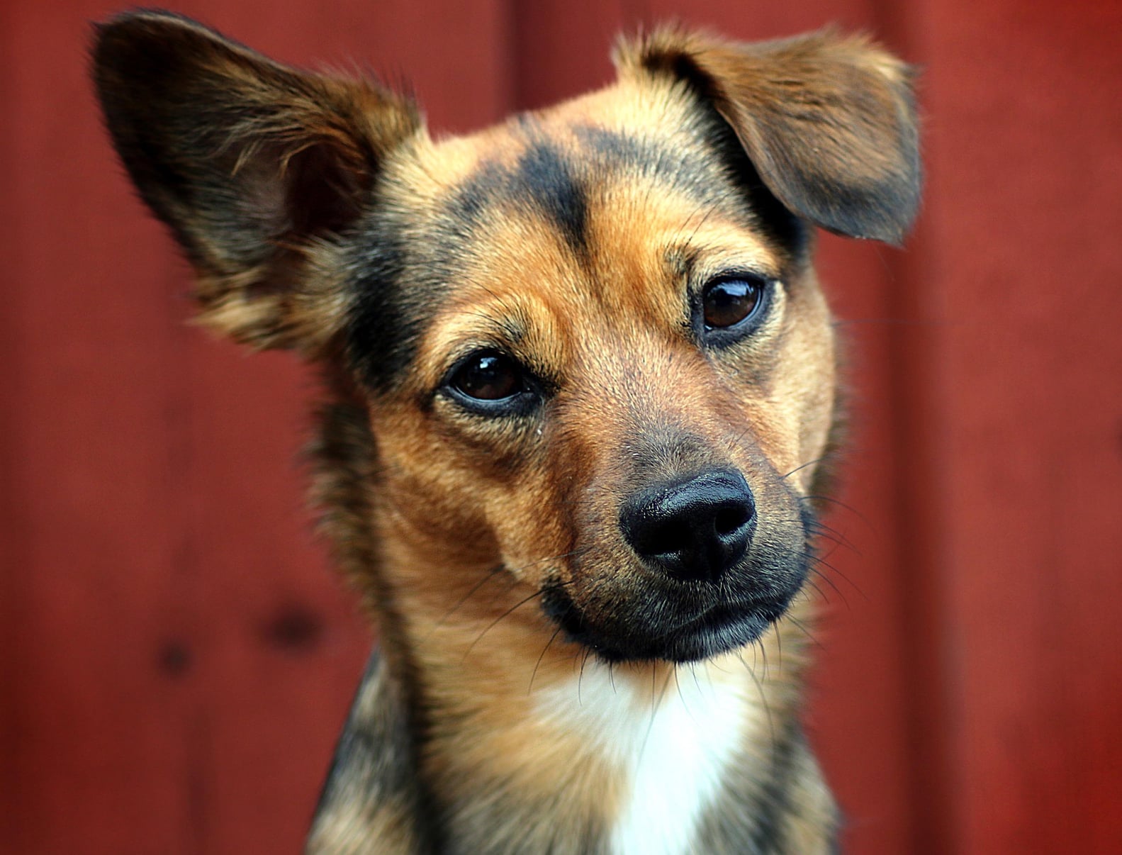 Do Dogs Like Music? | PS News