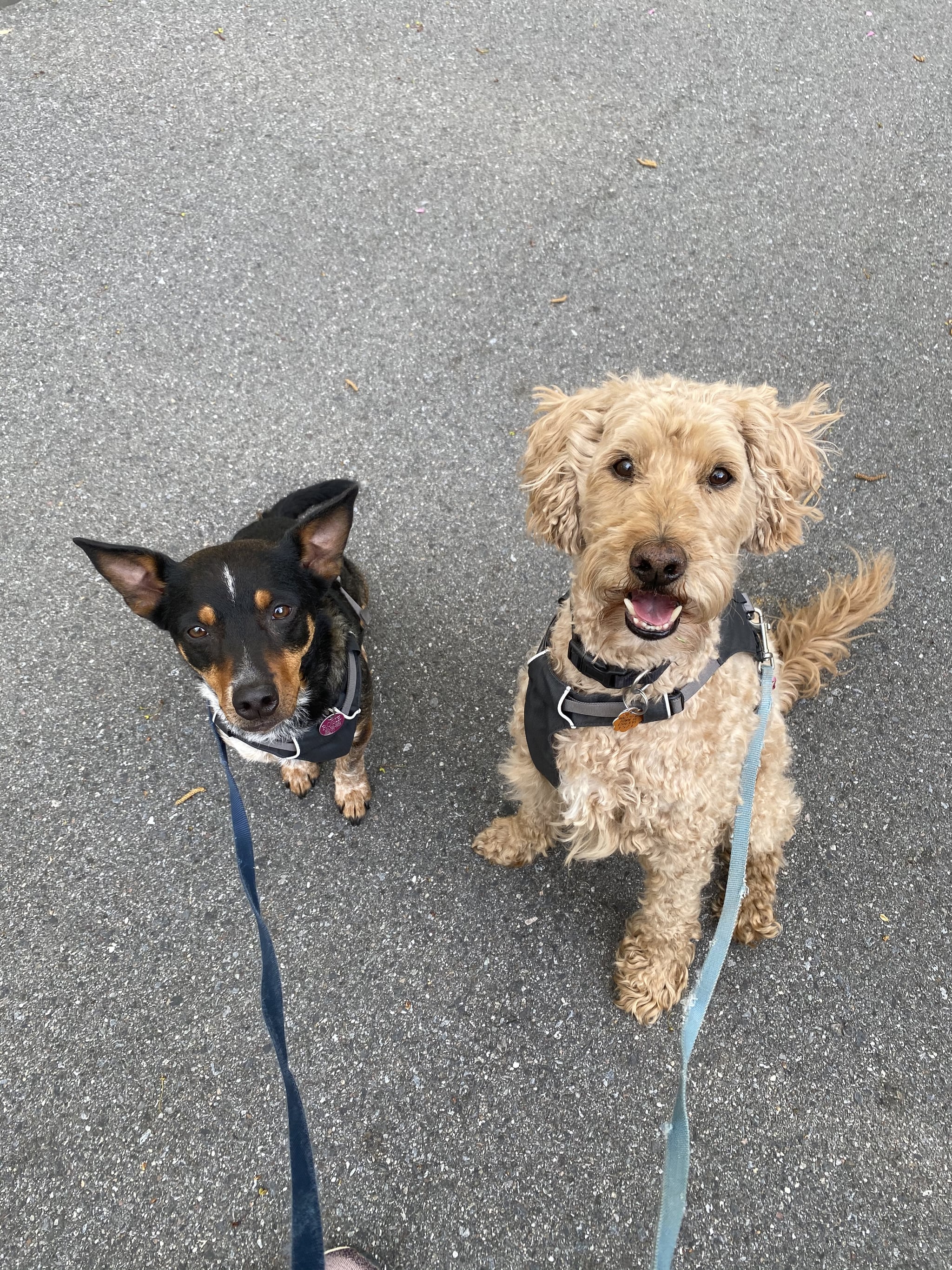 Can A Dog Help Me Lose Weight