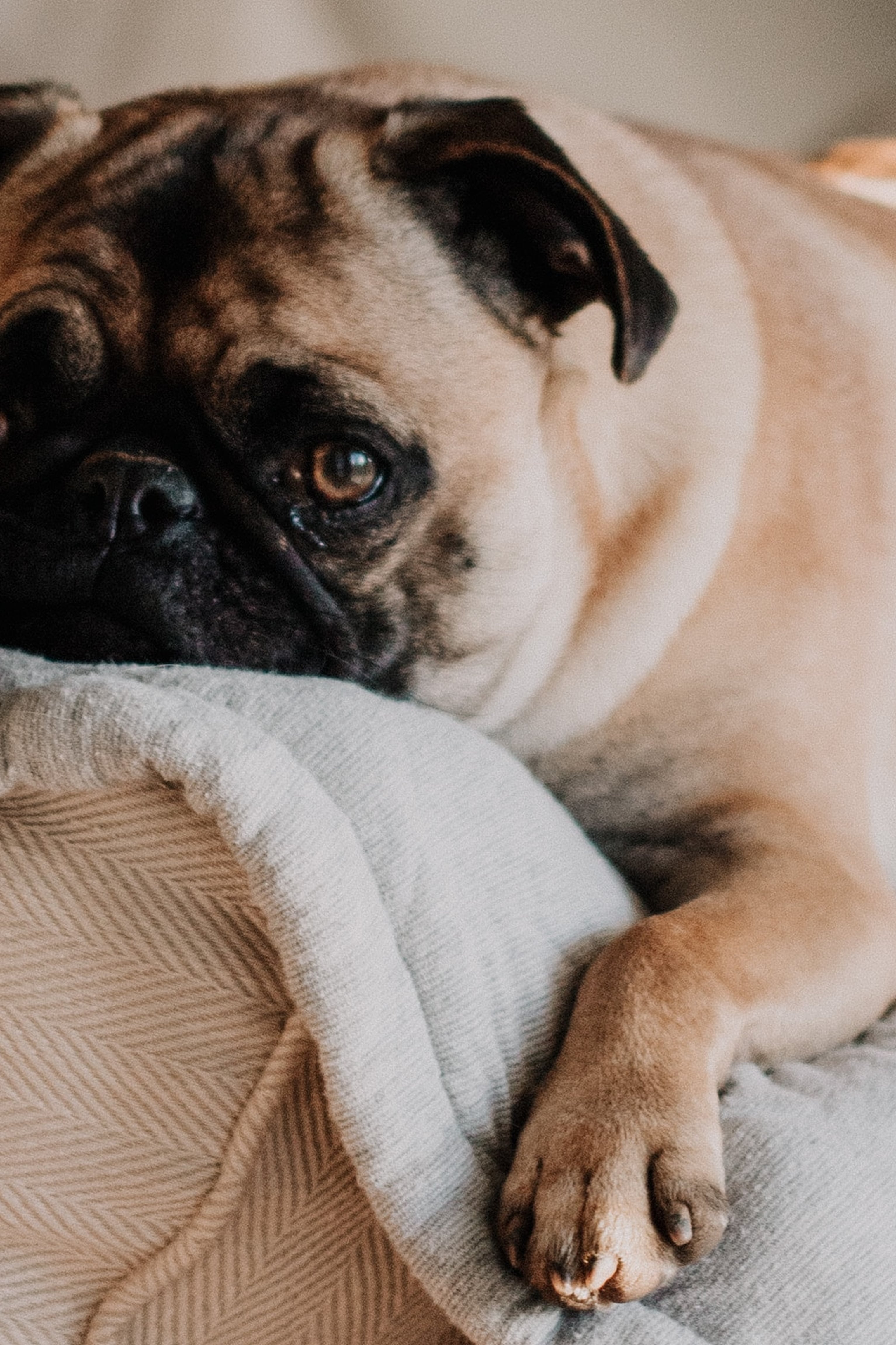 Yelling at Dogs During Training Has Negative Effects | Study | POPSUGAR ...