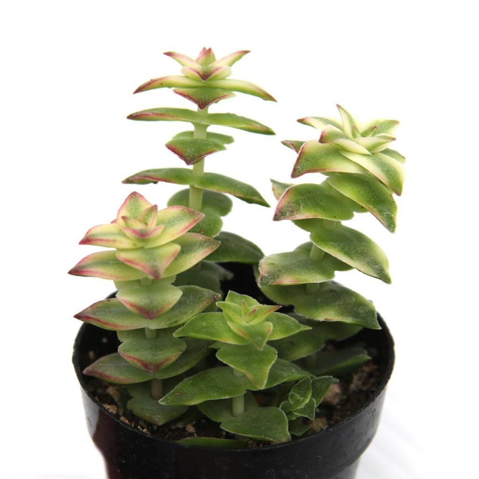 Best Office Desk Plants | PS Home