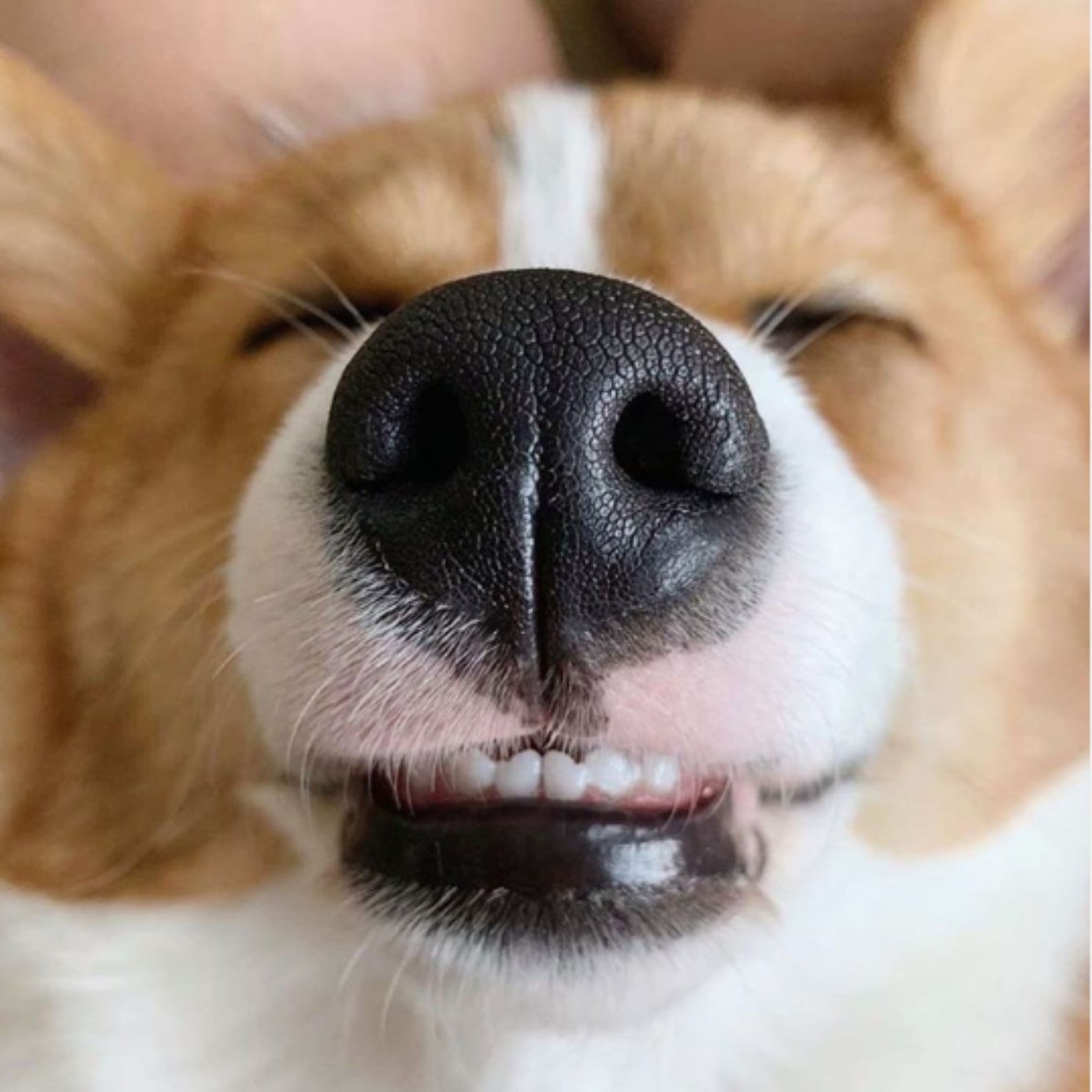 This Instagram Account Shares Photos of Dog Noses | PS Pets