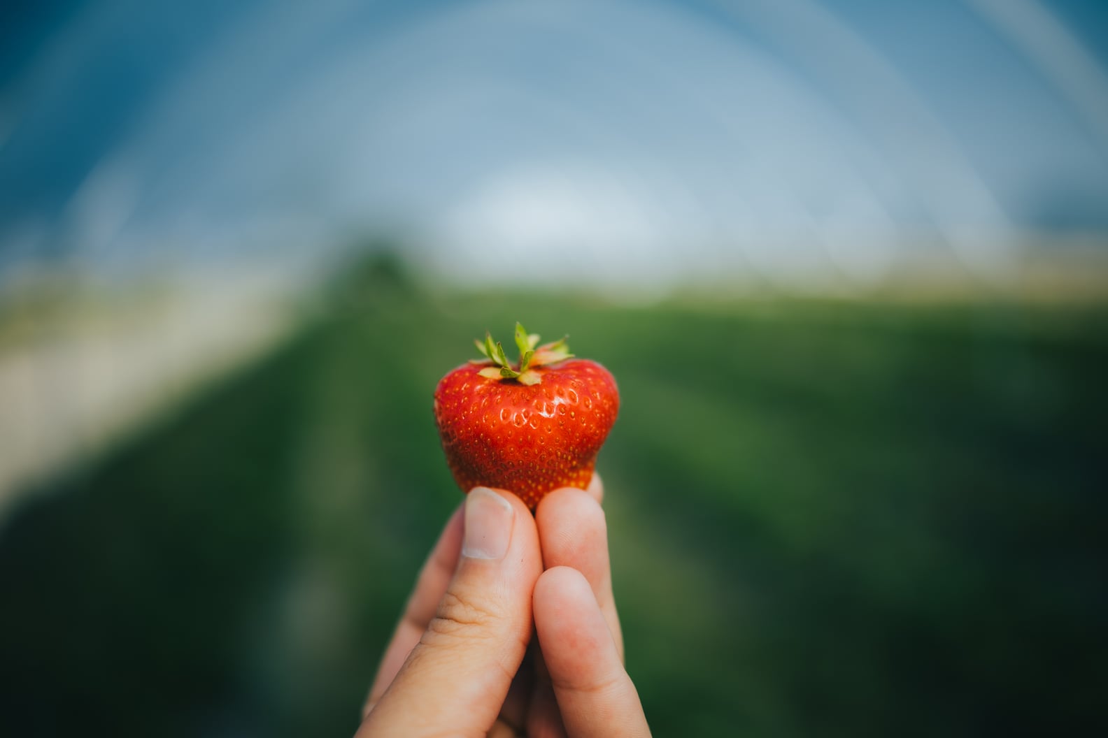 What Is the Strawberry Question Prank on TikTok? | PS Love