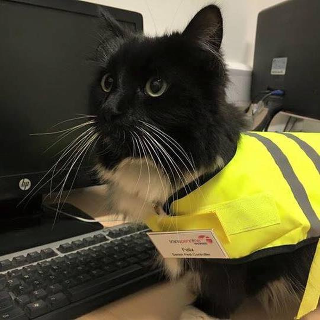 Train Station Cat | PS Pets