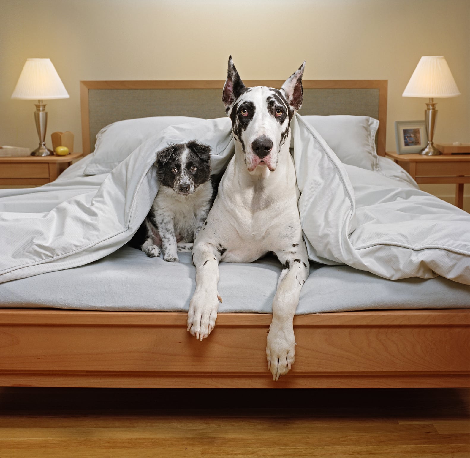 Cute Pictures of Great Danes | PS Pets