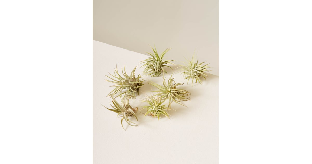 Six Assorted Air Plants | Best Indoor Hanging Plants | POPSUGAR Home UK ...