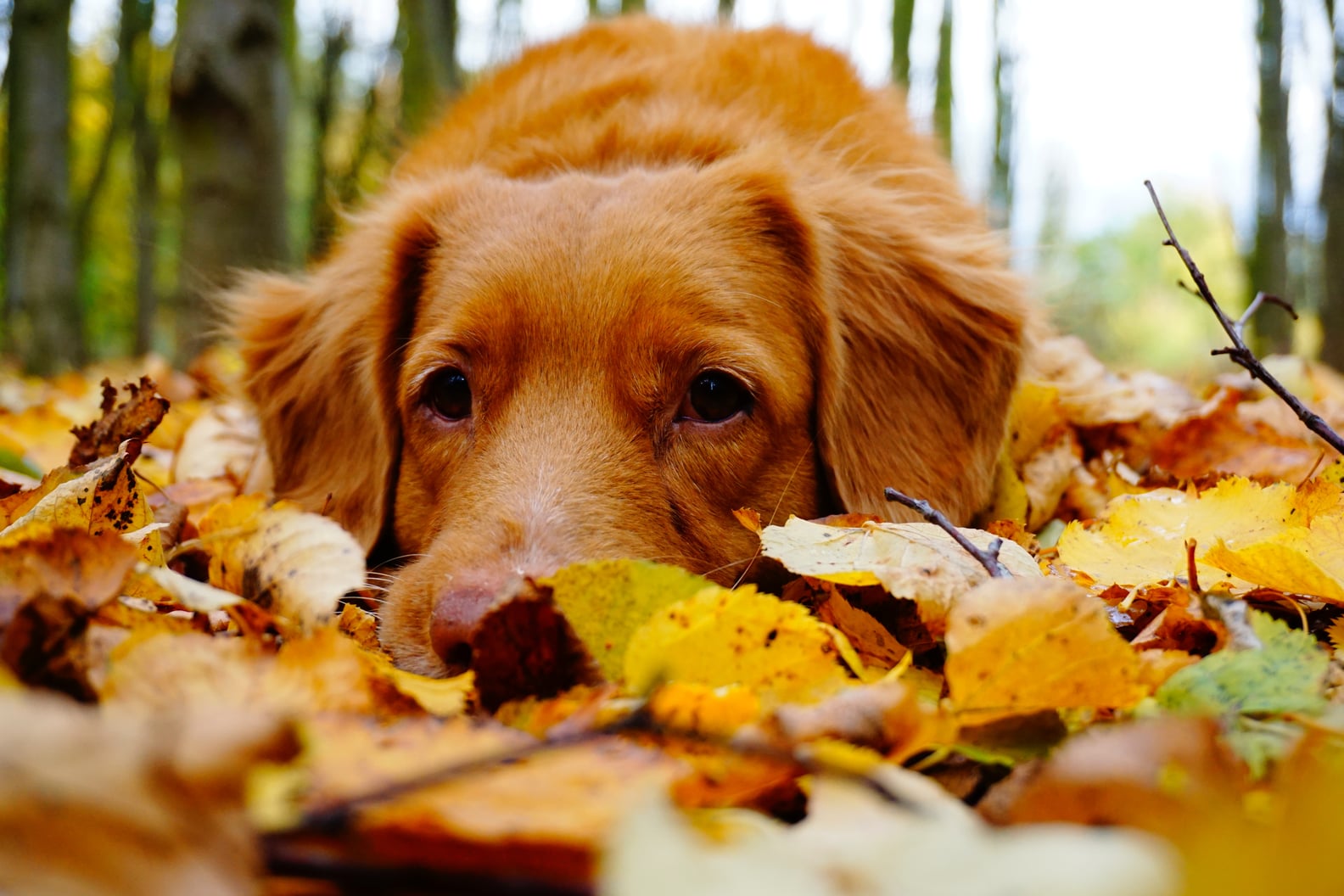 Cute Photos of Dogs in the Fall | POPSUGAR Pets