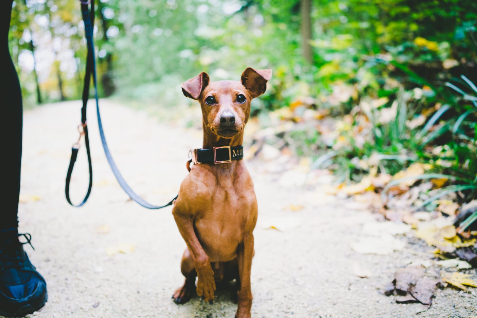 Photos of Common Ear Shapes For Dogs and Puppies | PS Pets