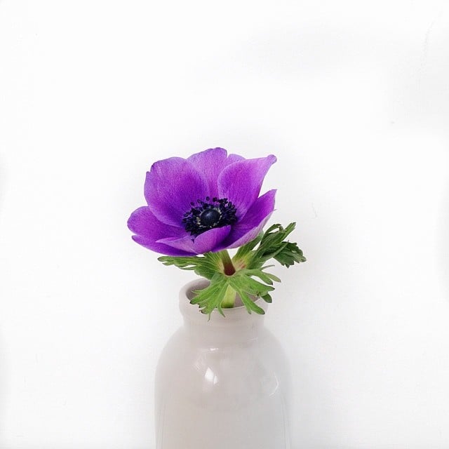 Flower Inspiration | POPSUGAR Home