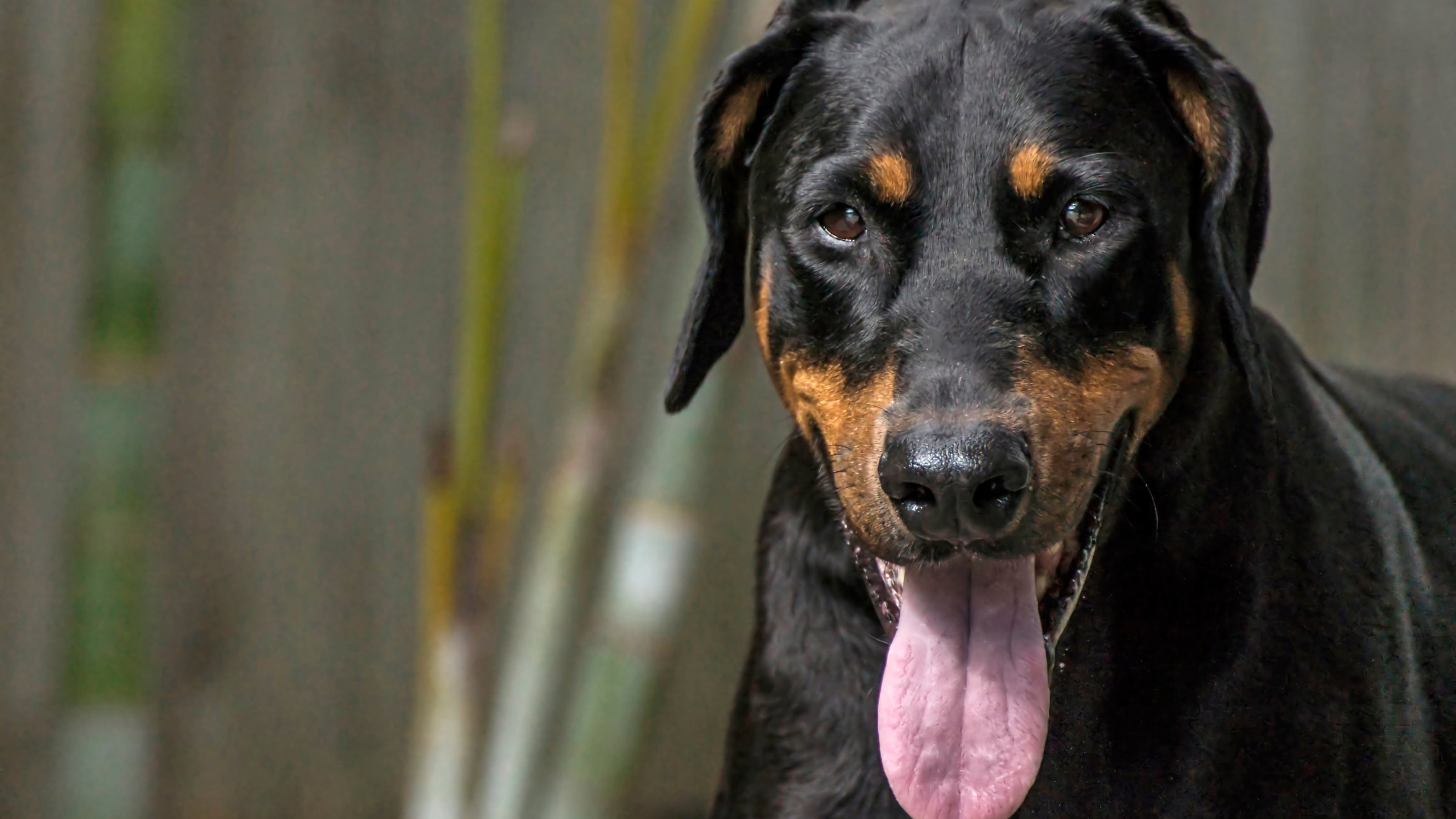 How to Tell If Your Dog Is Dehydrated | PS Pets