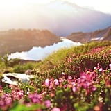 30+ Pretty Photos of Spring to Remind You That It's Coming! | POPSUGAR ...