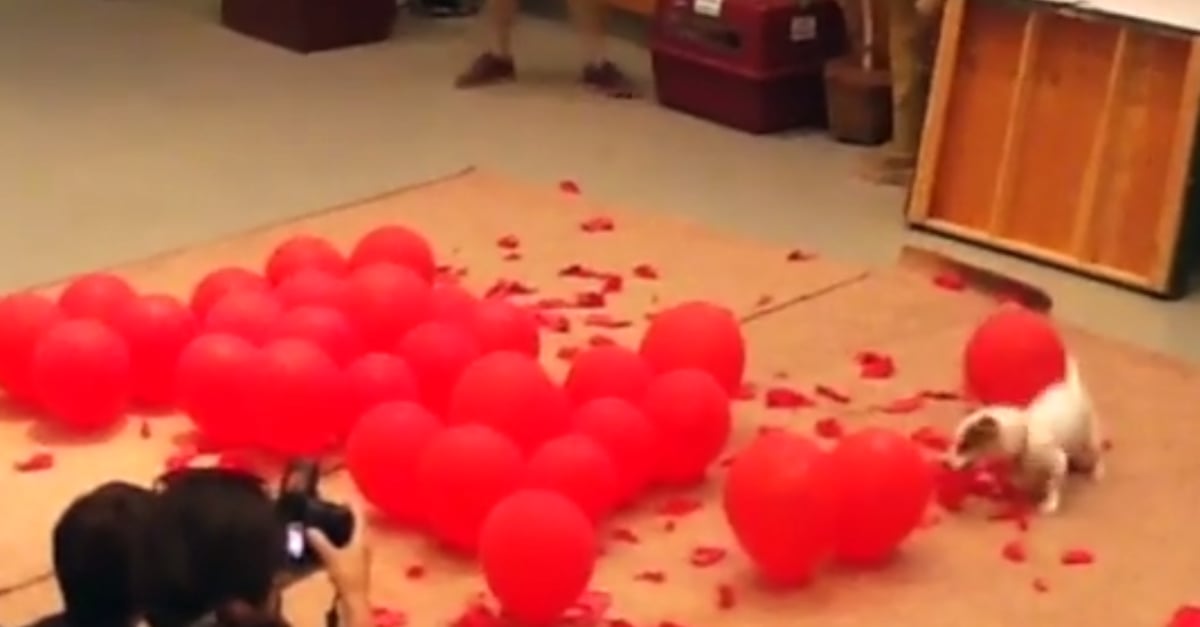 Dog Breaks Balloon-Popping World Record | POPSUGAR Pets