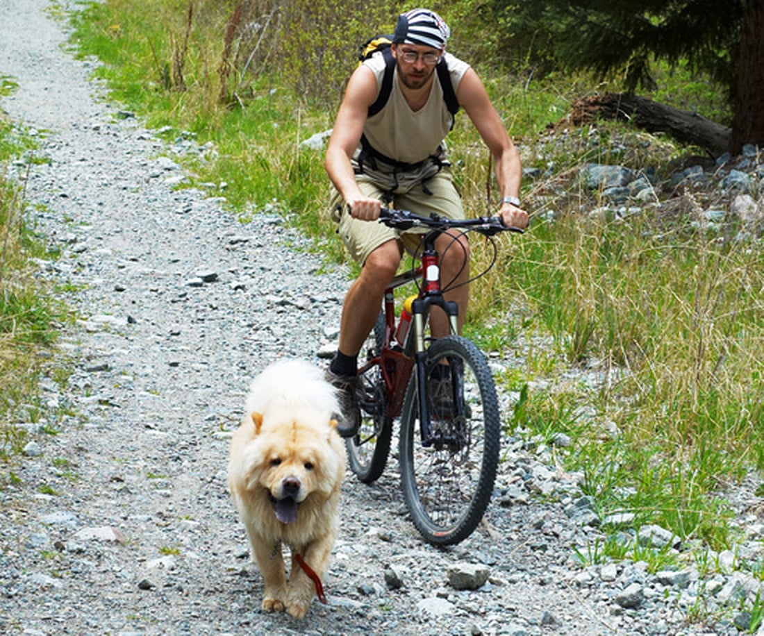 Dog Activities For Spring | POPSUGAR Pets