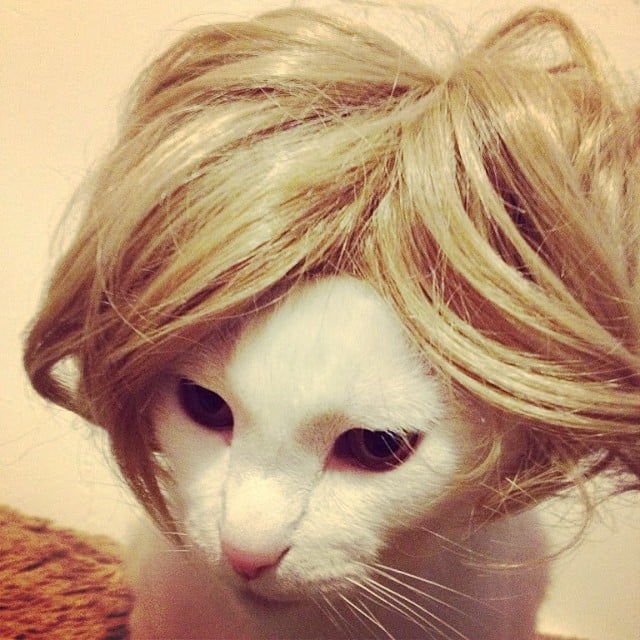 Cats Wearing Wigs | POPSUGAR Pets