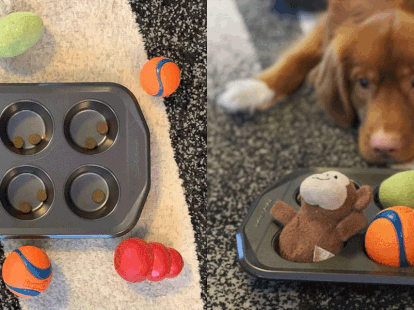 How Do I Play the Muffin Tin Game With My Dog? | POPSUGAR Pets