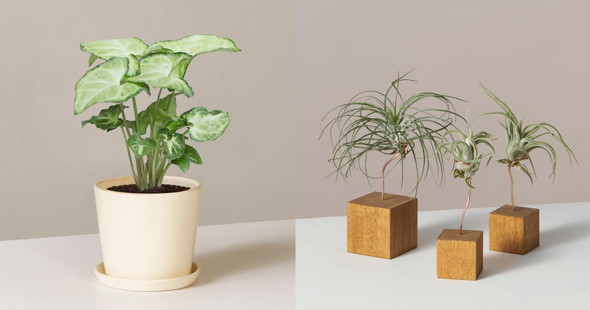 Best Office Desk Plants | PS Home