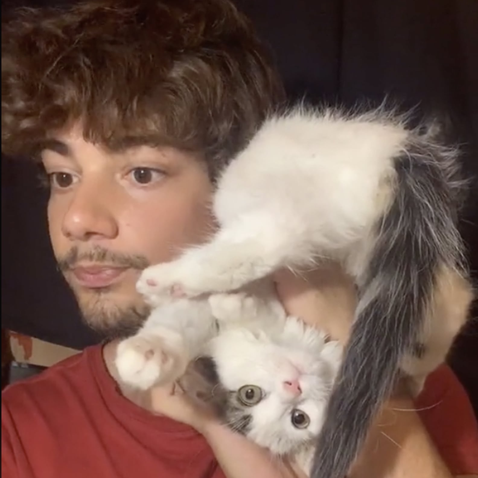 People Using Cats as Phones in Princess Diaries TikToks | PS Pets