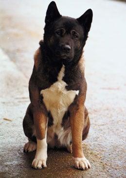 10 Most Expensive Dog Breeds | POPSUGAR Pets