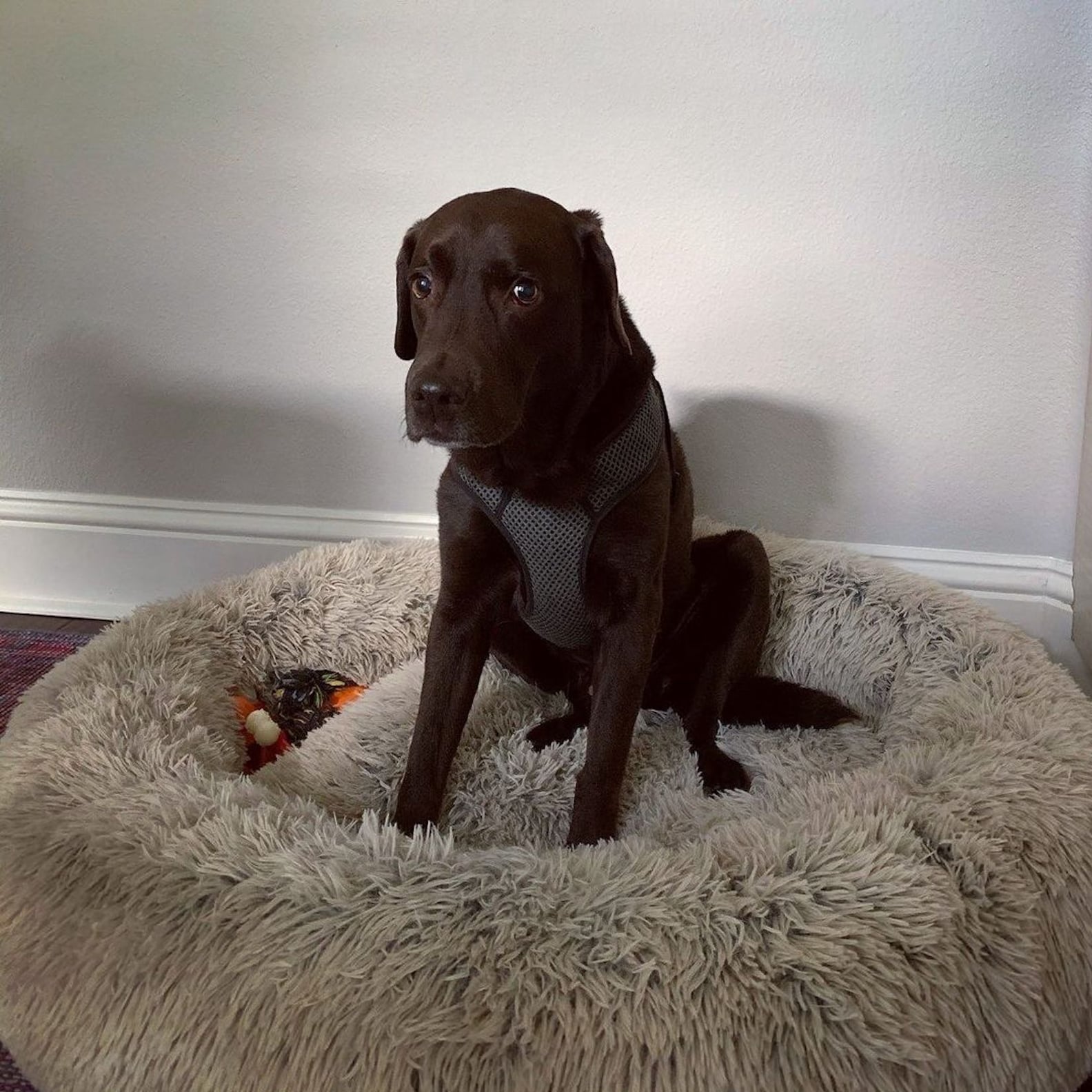 Meet the Dogs of the United States House and Senate | PS Pets