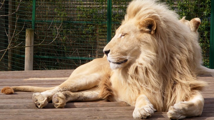Lion Plays With Soccer Ball | Video | POPSUGAR Pets