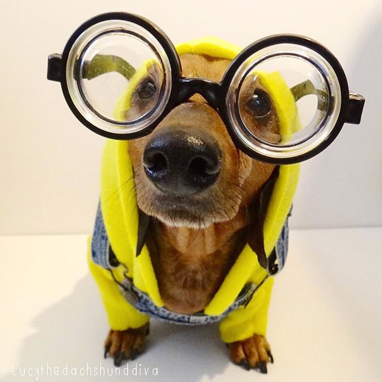 Minions Dog Costumes | PS Pets