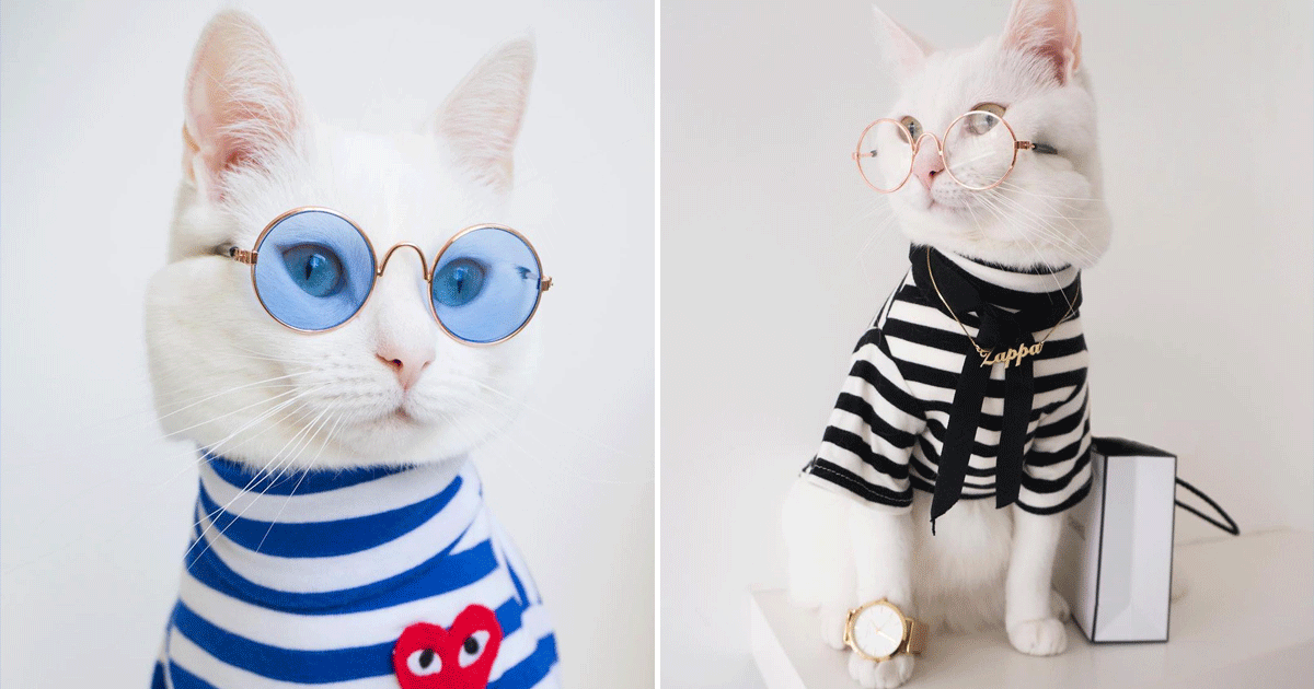 Zappa the Cat Has the Best Feline Wardrobe on Instagram | PS UK Pets