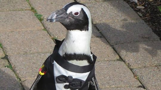 Penguins in Halloween Costumes | POPSUGAR Pets