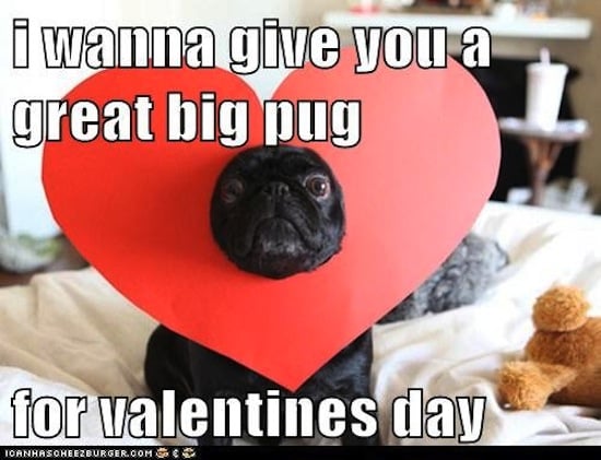 Puns And Pugs Are Always Welcome On The Big Day Valentines Day
