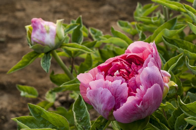 Facts About Peonies | POPSUGAR Home