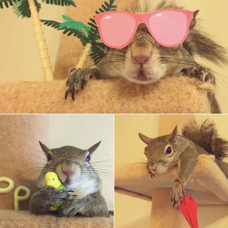 Pet Squirrel Instagram | POPSUGAR Pets