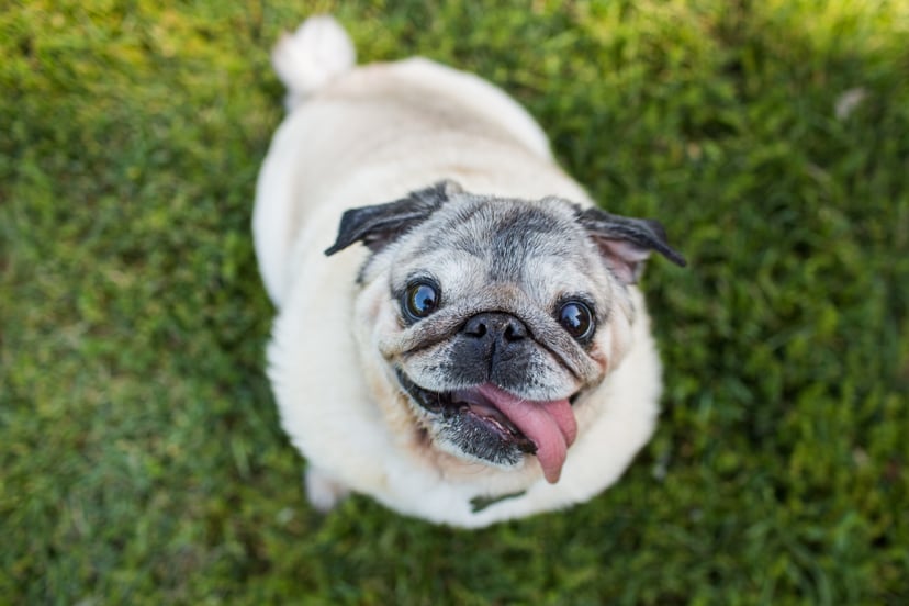 Super Cute Pugs