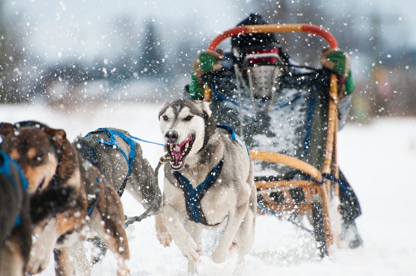 Cute Photos of Dogs in the Winter | PS Pets