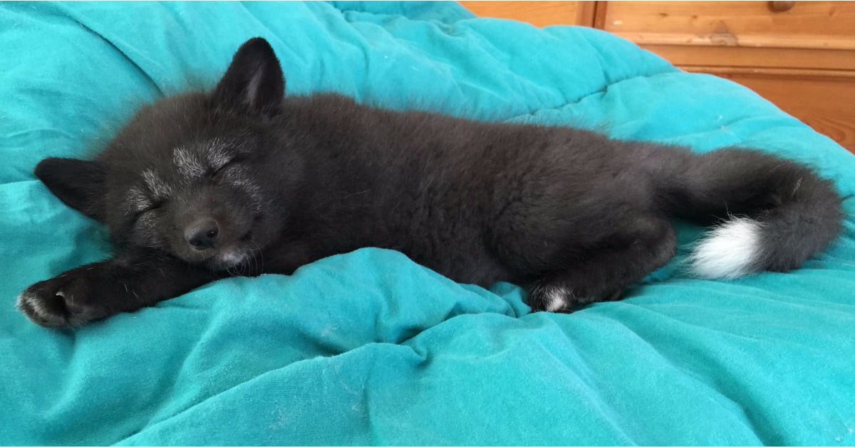 Rescued Baby Fox Pictures | POPSUGAR Pets