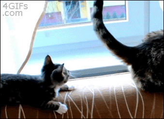 Funny Cat GIFs | PS Tech