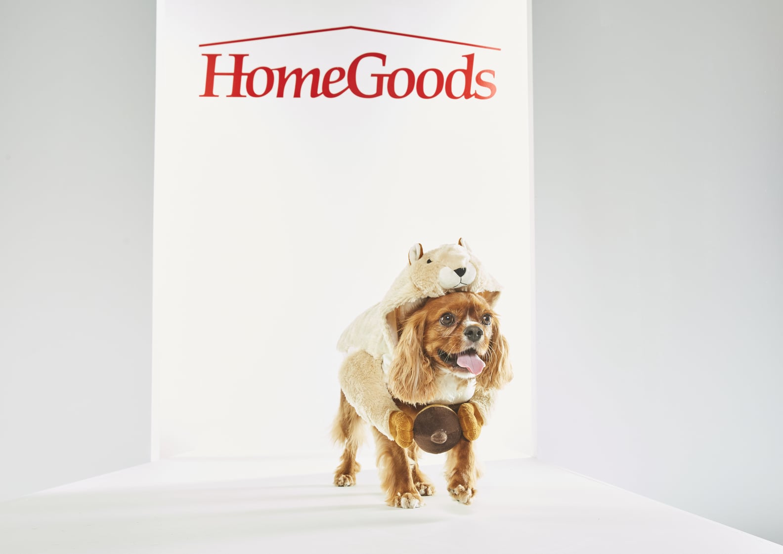 Pet Halloween Costumes From HomeGoods | PS Home