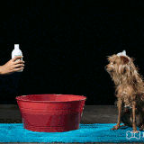 Dogs Doing Harry Potter Spells | POPSUGAR Pets