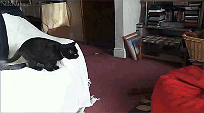 Funny Cat GIFs | PS Tech