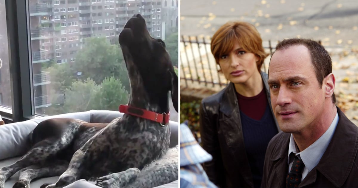 Watch This Dog Sing Along to the Law & Order Theme Song | POPSUGAR Pets