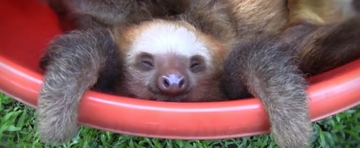 Cute Animal Video of the Day: Bucket of Sloths! | PS Pets