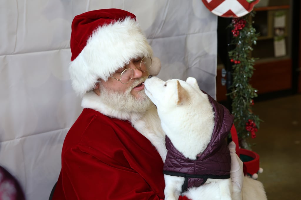 Pets Meeting Santa | POPSUGAR Pets