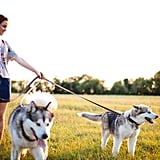 Tips For Taking Your Dog to the Dog Park | POPSUGAR Pets